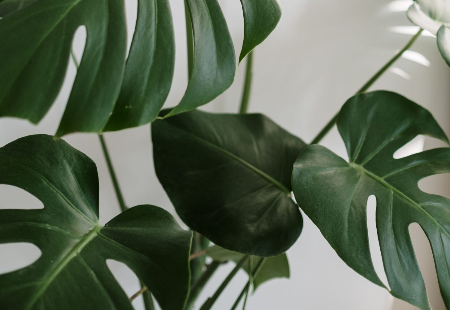 Imitations d’Arbres - GPS Monaco Group