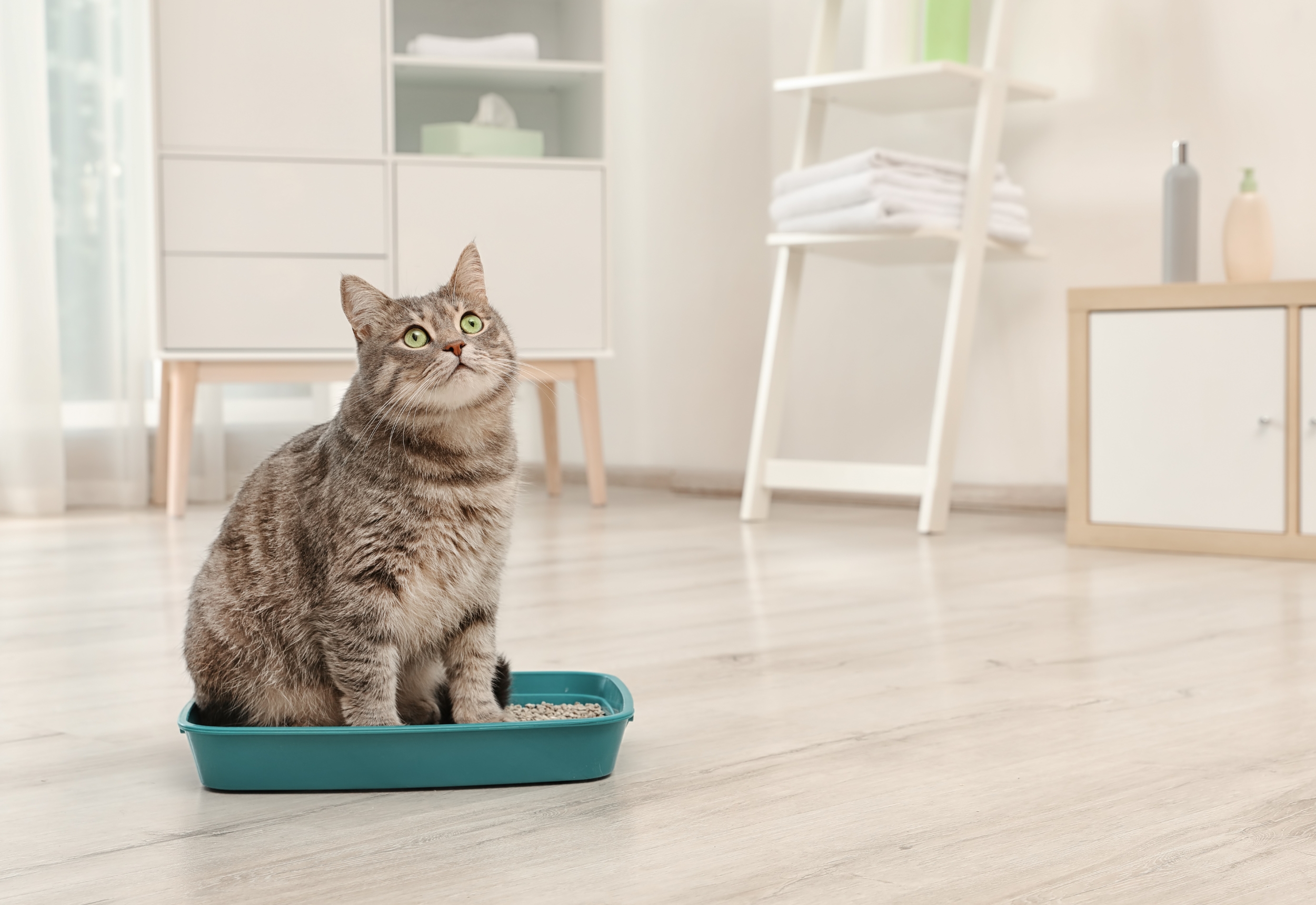 Meuble pour Litière - GPS Monaco Group